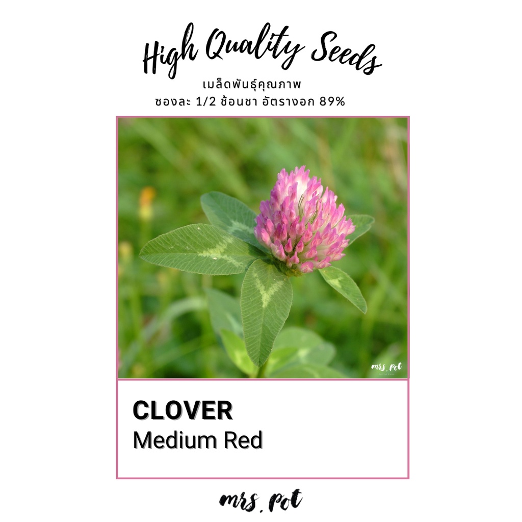 เมล็ดโคลฟเวอร์ สายพันธุ์ Medium Red Clover | Shopee Thailand