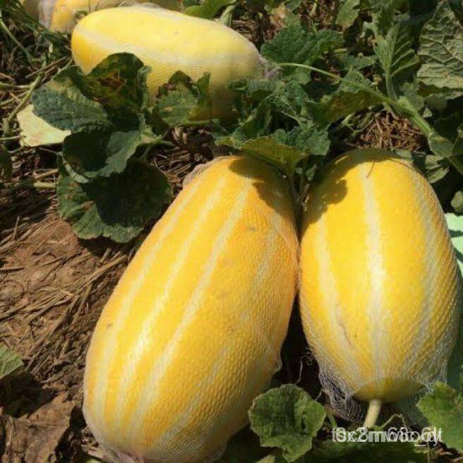ผลิตภัณฑ์ใหม่ เมล็ดพันธุ์ 2022เมล็ดอวบอ้วน แตงไทยสีทอง หมอนทอง (Yellow ...