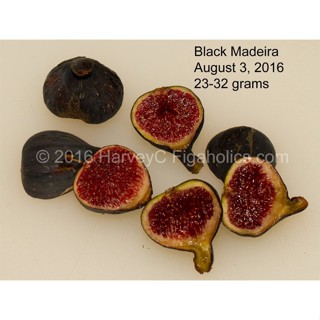 มะเดื่อฝรั่ง สายพันธ์ Black Madeira ที่ทั่วโลกยกย่องให้เป็นราชามะเดื่อ ...