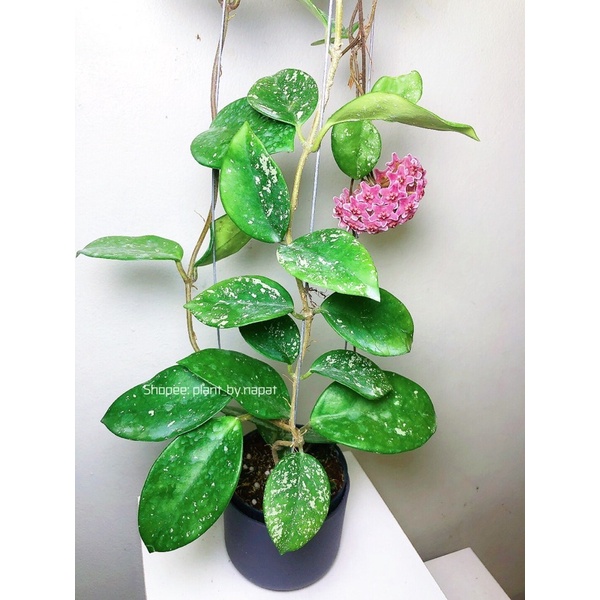 hoya carnosa freckles splash พร้อมออกดอก | Shopee Thailand