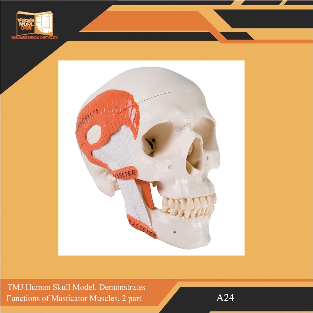 TMJ Human Skull Model, Demonstrates Functions of Masticator Muscles, 2 ...