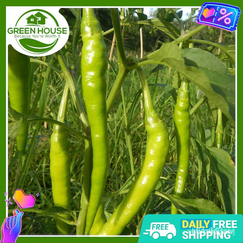 ผลิตภัณฑ์ใหม่ เมล็ดพันธุ์ จุดประเทศไทย [Green House] Siling Panigang ...