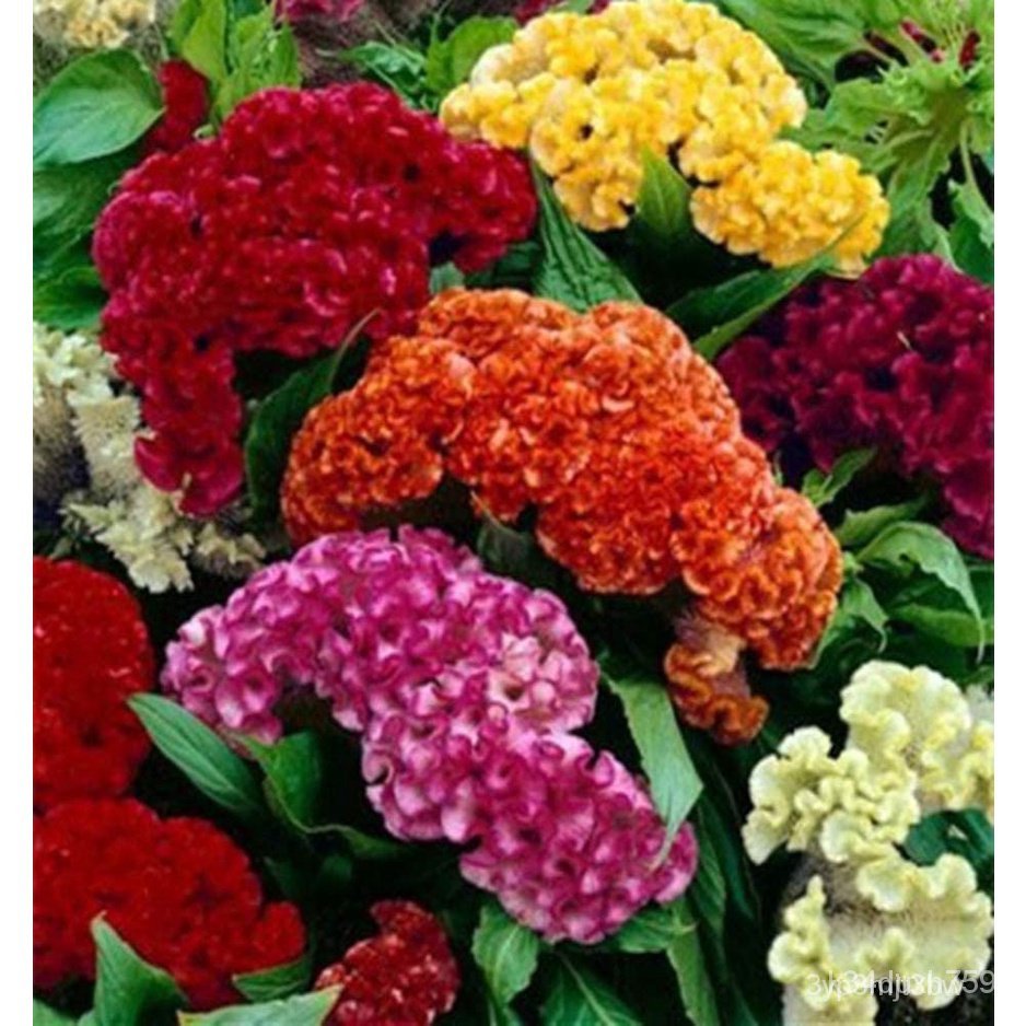 ผลิตภัณฑ์ใหม่ เมล็ดพันธุ์ Celosia Crested Cockscomb Mix 20 Seeds Cut ...