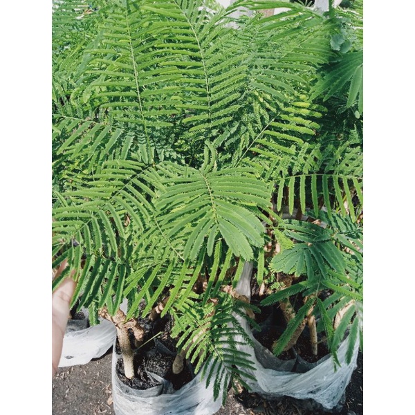 ชะอมหนามน้อย1ชุด10ต้นปักชำถูกที่สุดมีจำกัด🌈🌈🌈 | Shopee Thailand