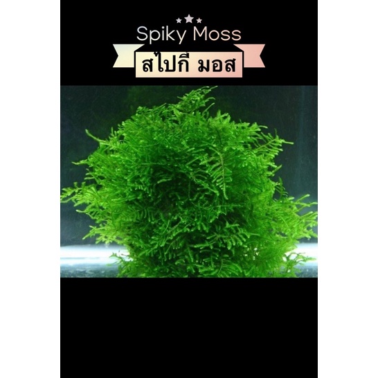Spiky Moss , Flame Moss , Fissiden Moss , Java Moss , Mini Pearl Moss ...