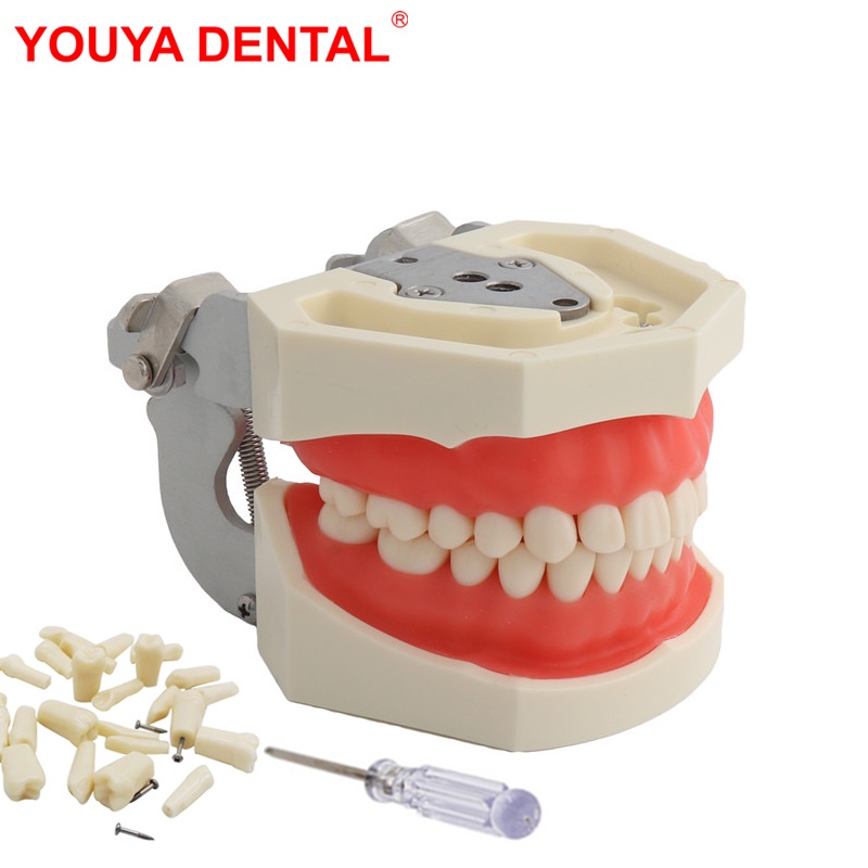 Dental Teeth Model For Dental Technician Practice Training Studyting ...