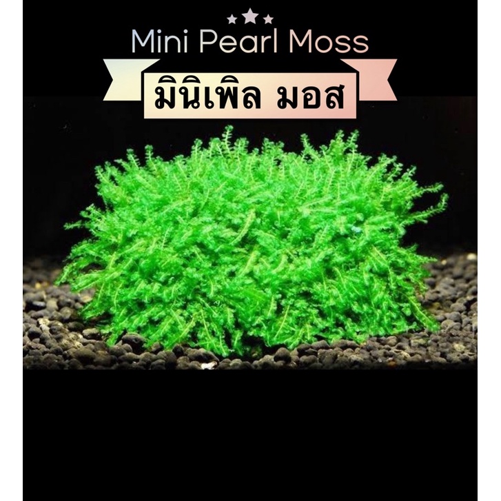 Spiky Moss , Flame Moss , Fissiden Moss , Java Moss , Mini Pearl Moss ...