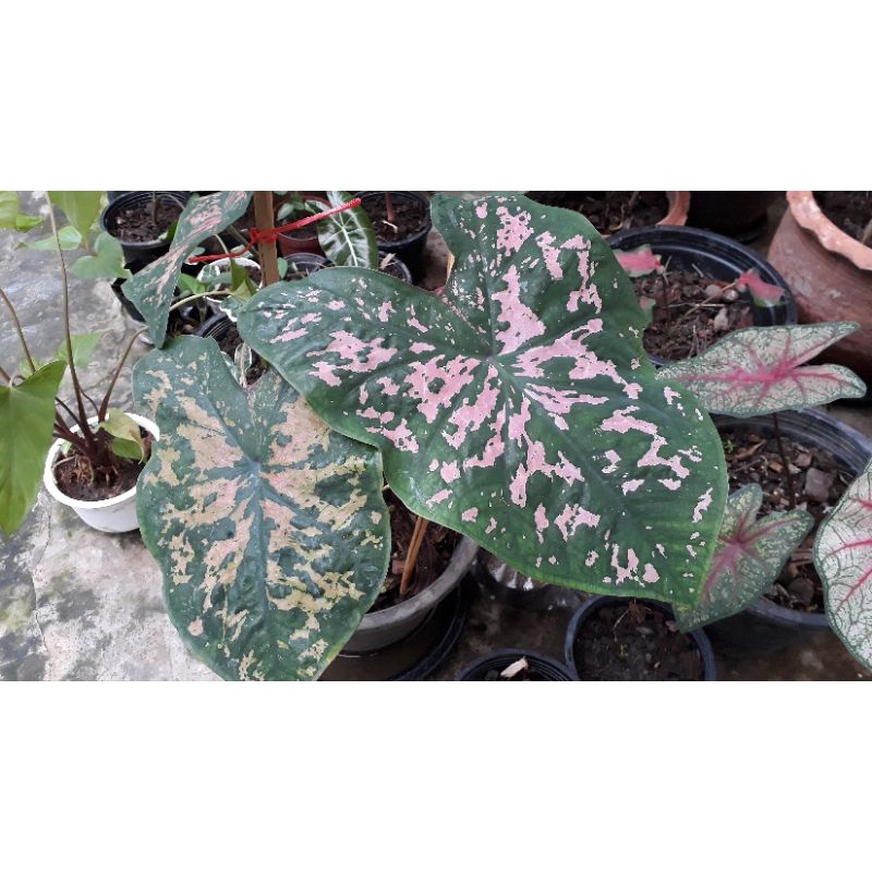 บอนสี Florida Elise บอนที่มีต้นกำเนิดจาก USA | Shopee Thailand