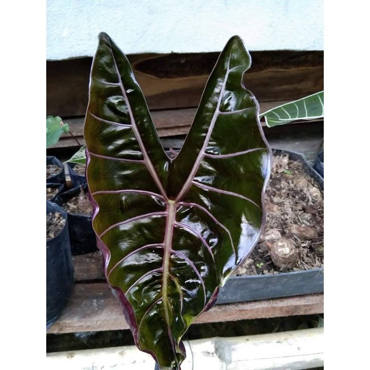 ผลิตภัณฑ์ใหม่ เมล็ดพันธุ์ 2022บอนดำสตูลมีลุ้นก้านชมพูทุกต้น(มีของแถมทุก ...