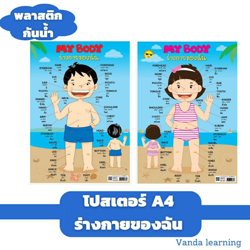 โปสเตอร์คำศัพท์ ร่างกายของฉัน ขนาด A4 โปสเตอร์ความรู้ My Body (Boy ...