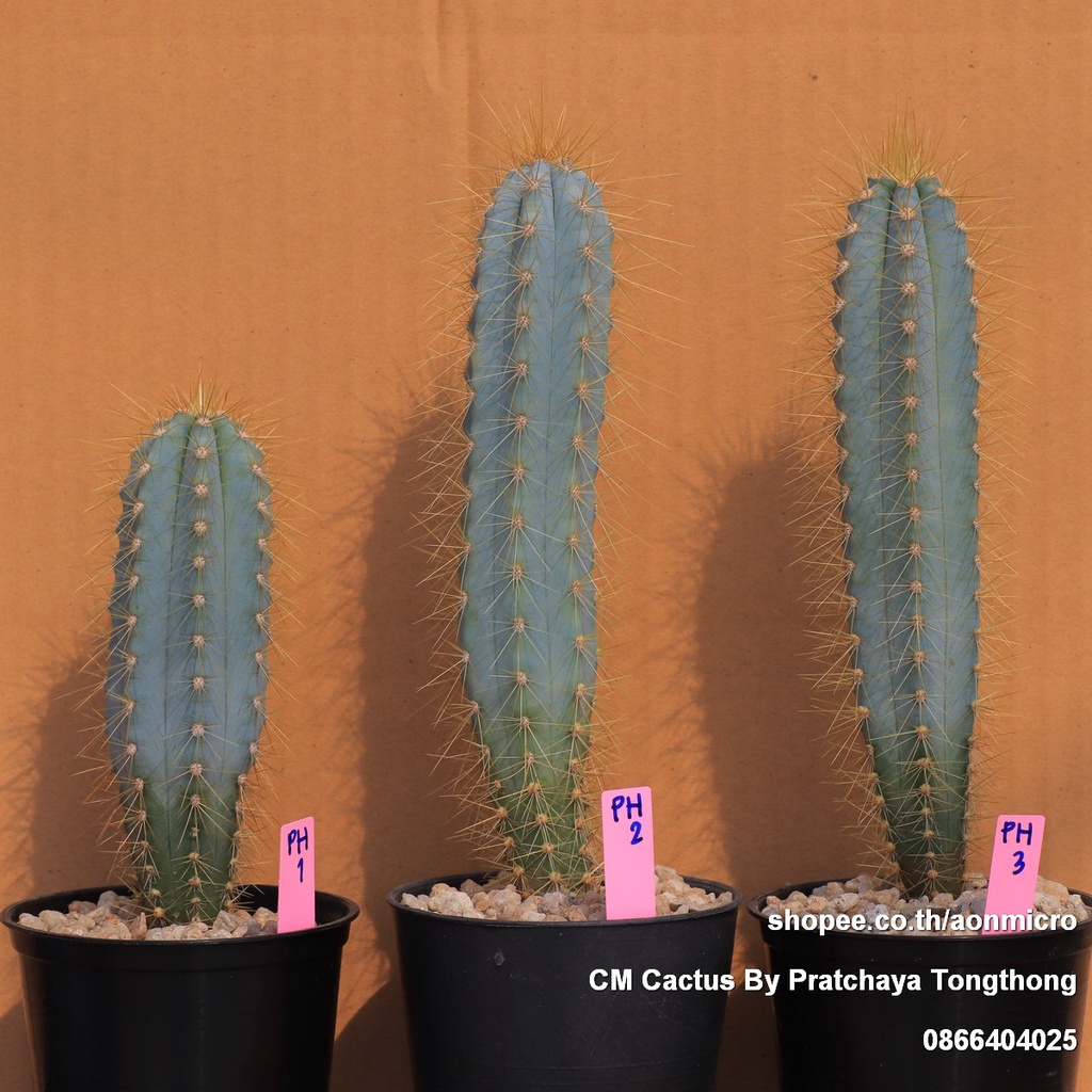 กระบองเพชรไม้ลำ Pilosocereus azureus สีฟ้า ตอฟ้า ไม้เพาะเมล็ด สูง 11-16 ...
