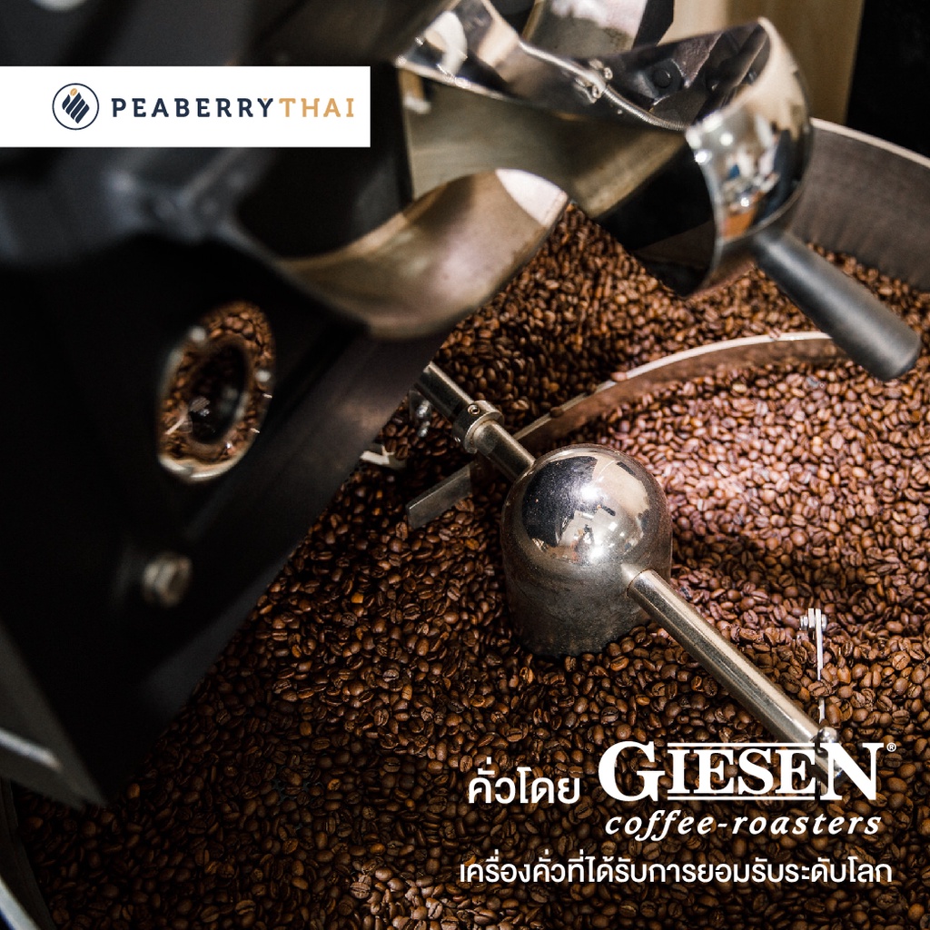 Pacamara P3 Blend 500g เมล็ดกาแฟไทย อาราบิก้า 100% คั่วเข้ม ขนาดบรรจุ 500 กรัม | Shopee Thailand