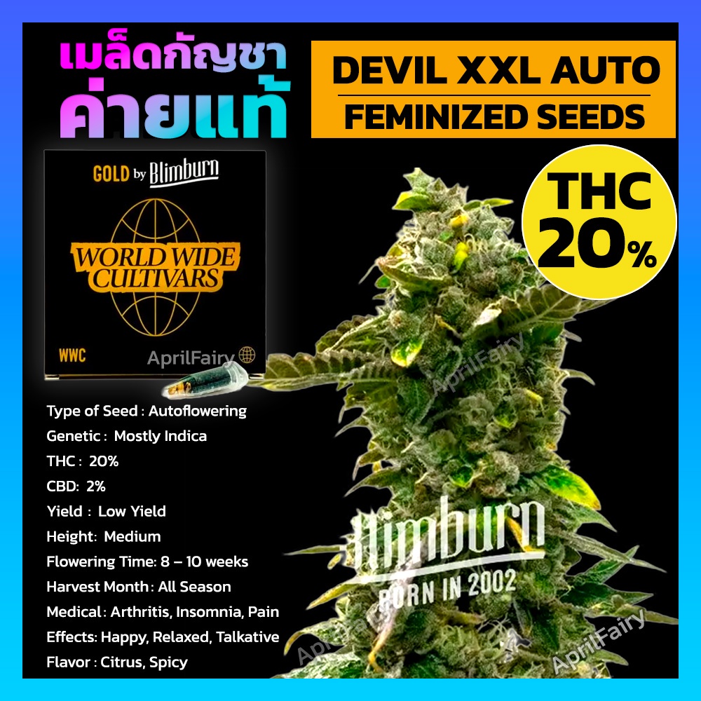 เมล็ดพันธุ์กัญชา ออโต้ AUTO เพศเมีย THC สูง เมล็ดกัญชานอก เมล็ดค่าย Blimburnseeds รับประกัน ตรง ...