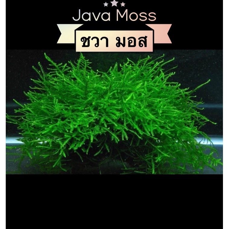 Spiky Moss , Flame Moss , Fissiden Moss , Java Moss , Mini Pearl Moss ...