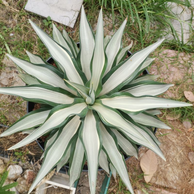 💥หน่อต้น อากาเว่ Agave desmettiana mutate white💥 | Shopee Thailand