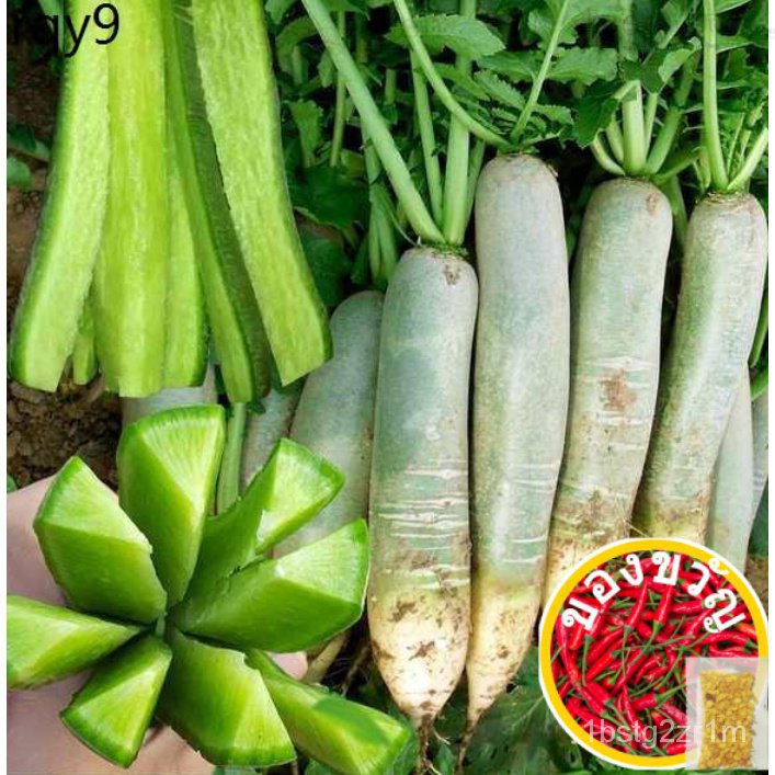 ∮ Labanos ∮ 1ใช้เวลา1, 50เม็ด (ขวามือ)。 GFHK | Shopee Thailand