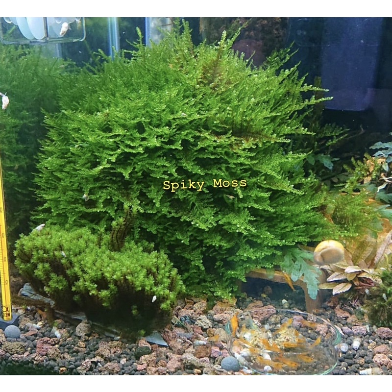 Spiky Moss , Flame Moss , Fissiden Moss , Java Moss , Mini Pearl Moss ...