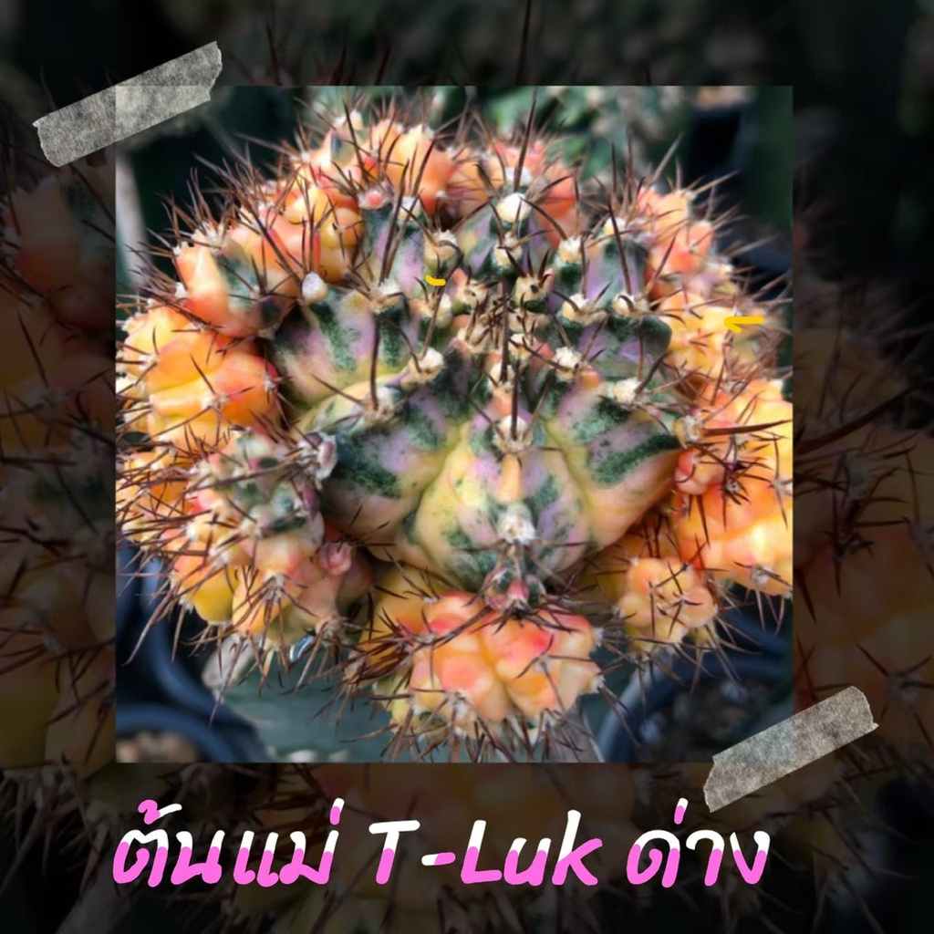 ไม้กราฟ แคคตัส แม่พันธุ์ กระบองเพชร โคลน T-RUK T-RAK ทีลัก ด่างส้ม ...