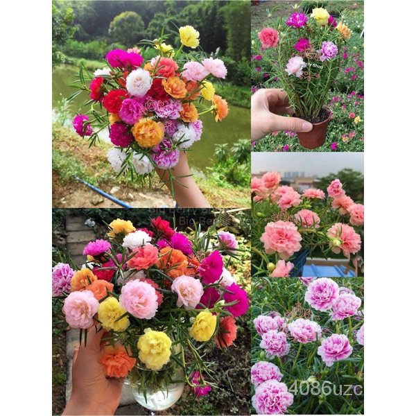 [มากกว่า1] bigie Beni proud Ross japping purslane การติดตั้ง 9N7K ...