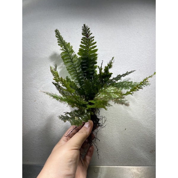 ‘Aqua fern’ or ‘Borneo fern’ | Shopee Thailand