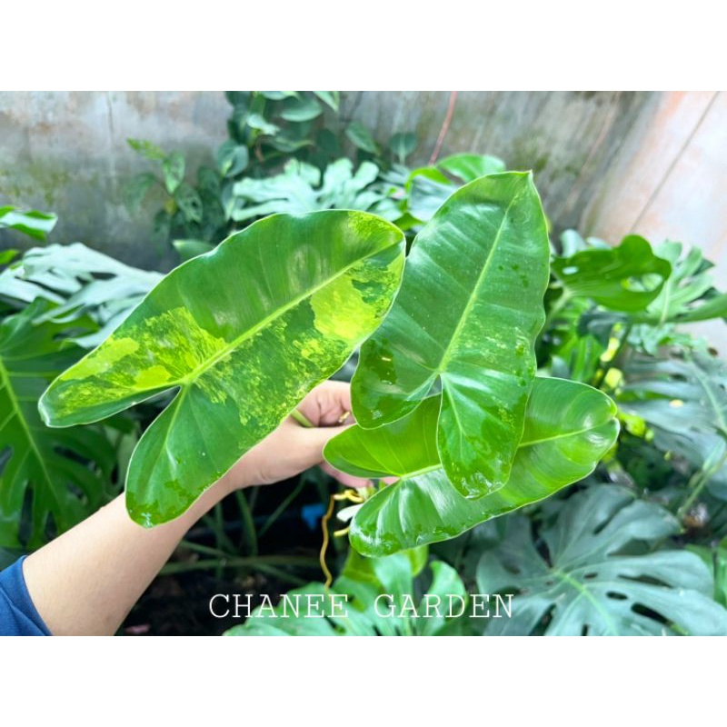 ฟิโลเดนดรอน เบอร์เบิลมาร์ค Philodendron Burble marx (เลือกต้นได้ ...
