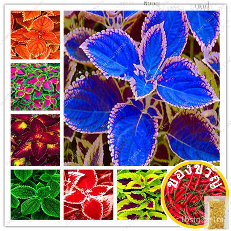 [COD] ตัวล็อค100 Coleus Cole/ บ้านและสวน/แอปเปิ้ล/แม่และเด็ก/อัญมณี ...