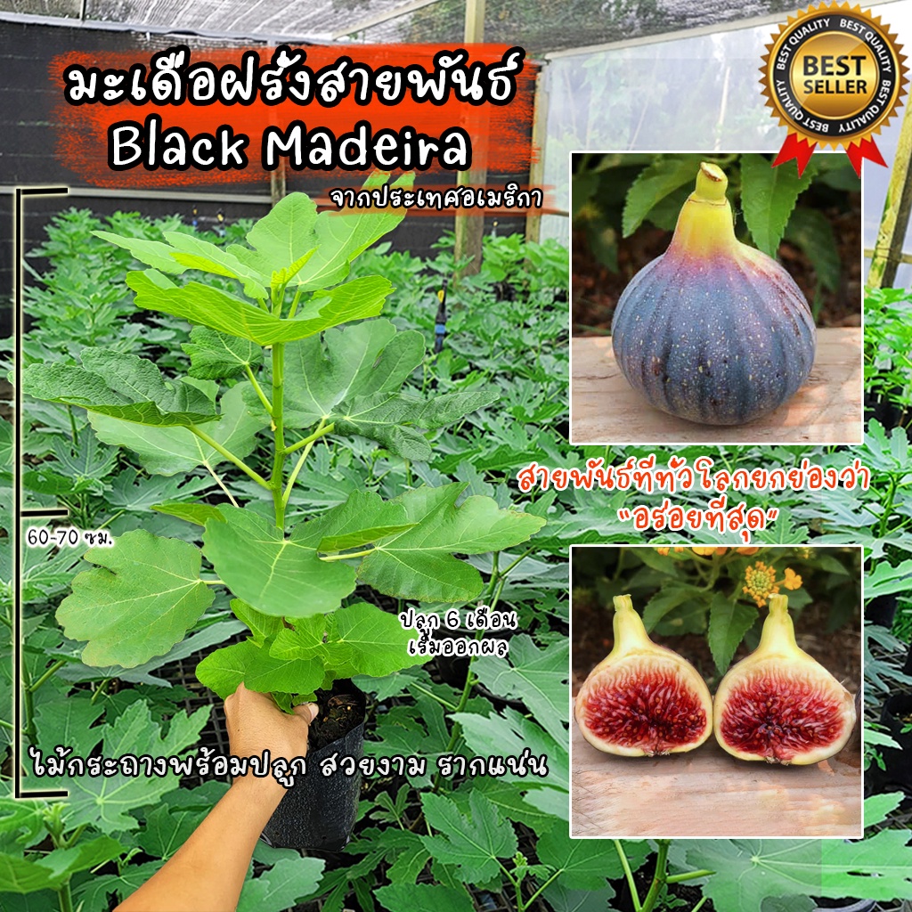 มะเดื่อฝรั่ง สายพันธ์ Black Madeira ที่ทั่วโลกยกย่องให้เป็นราชามะเดื่อ ต้นสวยงาม รากแน่นพร้อม ...