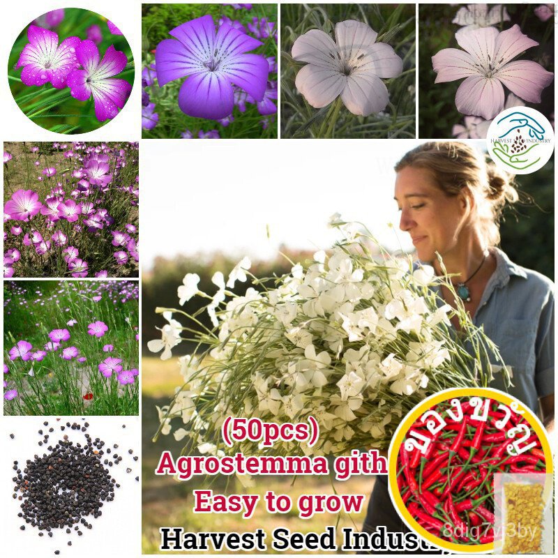 [อัตราการงอกสูง] 50 Agrostemma Githigo ¿ ICNW | Shopee Thailand