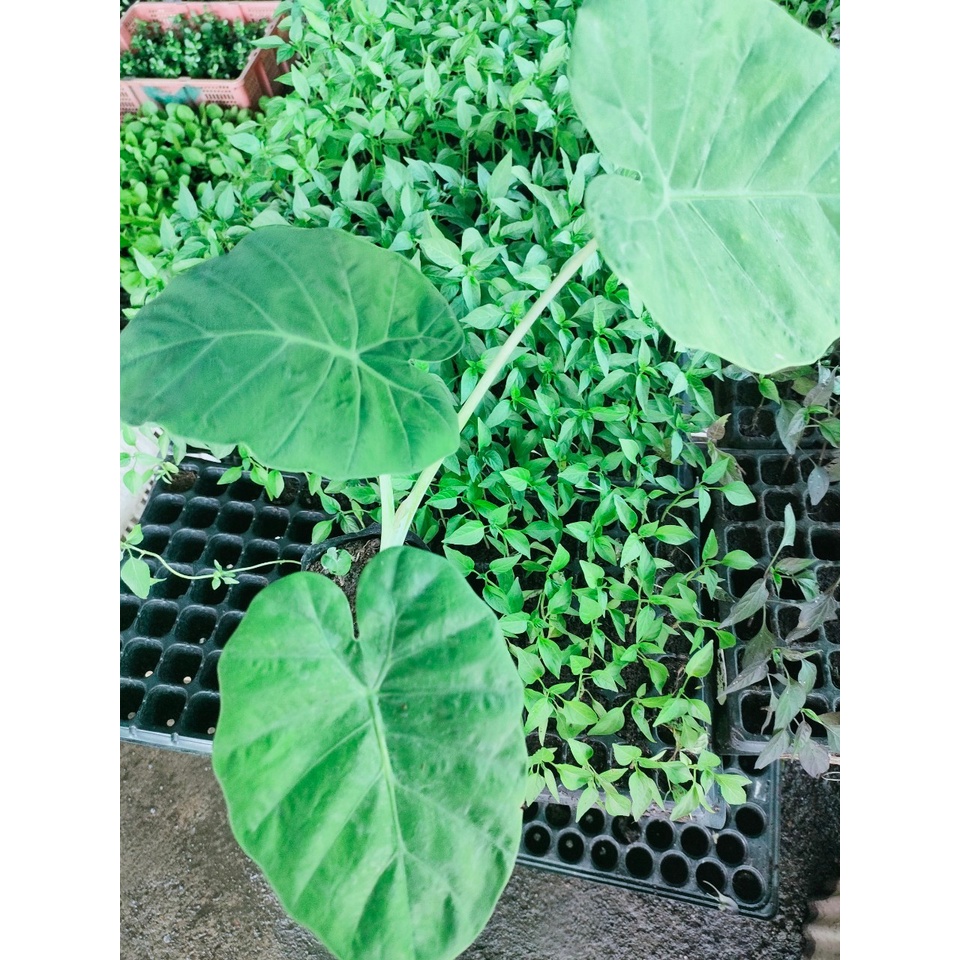 ต้นพันธุ์ ออดิบ ตูน โชนทูน บอนโชน ทำอาหารได้ แกงส้ม ผัด หรือกินกับ ...