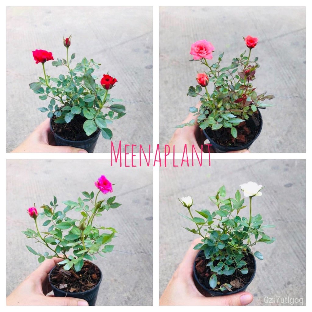 ผลิตภัณฑ์ใหม่ เมล็ดพันธุ์ 2022กุหลาบจิ๋ว กุหลาบแคระ กุหลาบหนู CCDI/ผัก ...