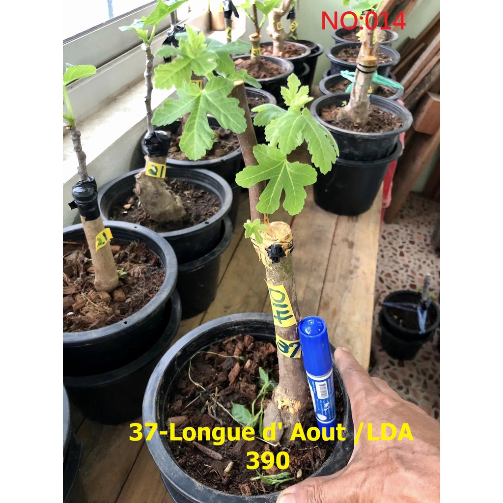 37-ต้นมะเดื่อฝรั่ง Longue d' Aout /LDA ใช้ต้นตออุทุมพรเสียบยอด | Shopee Thailand