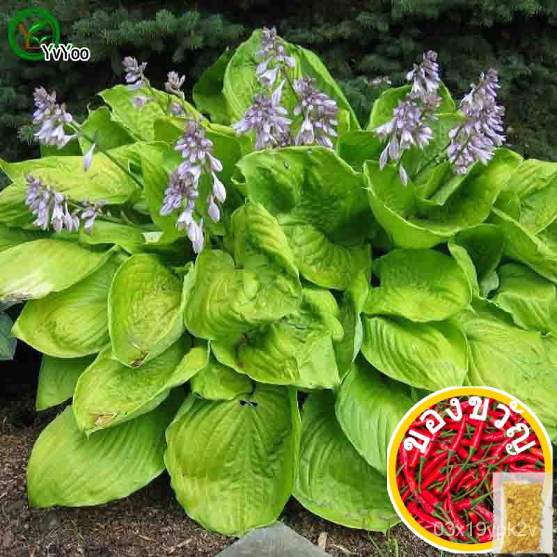 Purple Hosta seeds seeds very Beautiful Garden Plants decorative DIY 20 ...