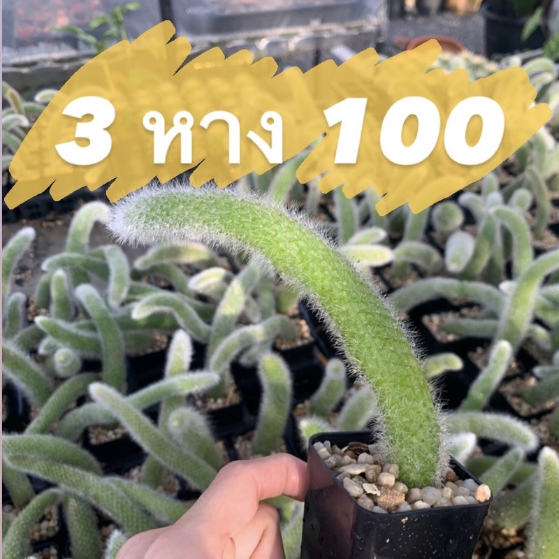 (3หาง100) แคคตัสหางลิง หางลิง หางลิงดอกสีส้ม | Shopee Thailand