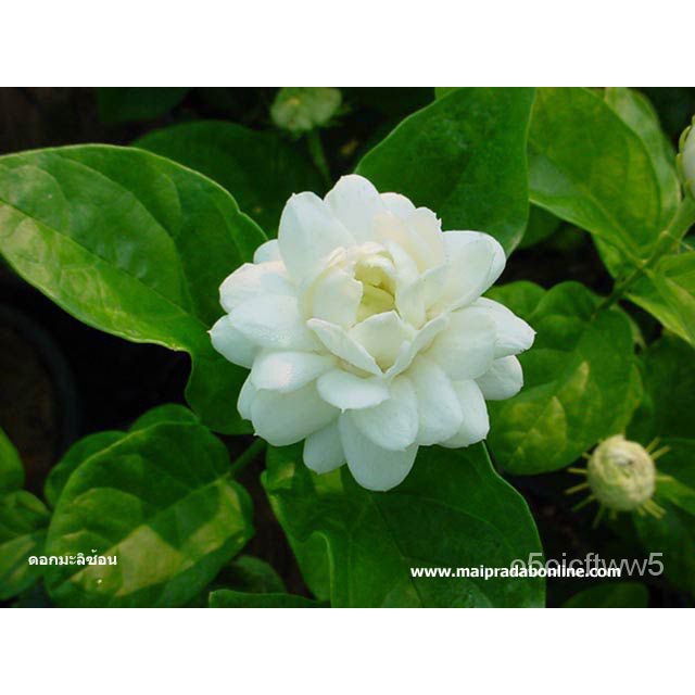 สปอตสินค้า ต้นมะลิซ้อน สั่งขั้นต่ำ3ต้นซื้อ10แถม1 สุดคุ้มเมล็ดอวบอ้วน ...