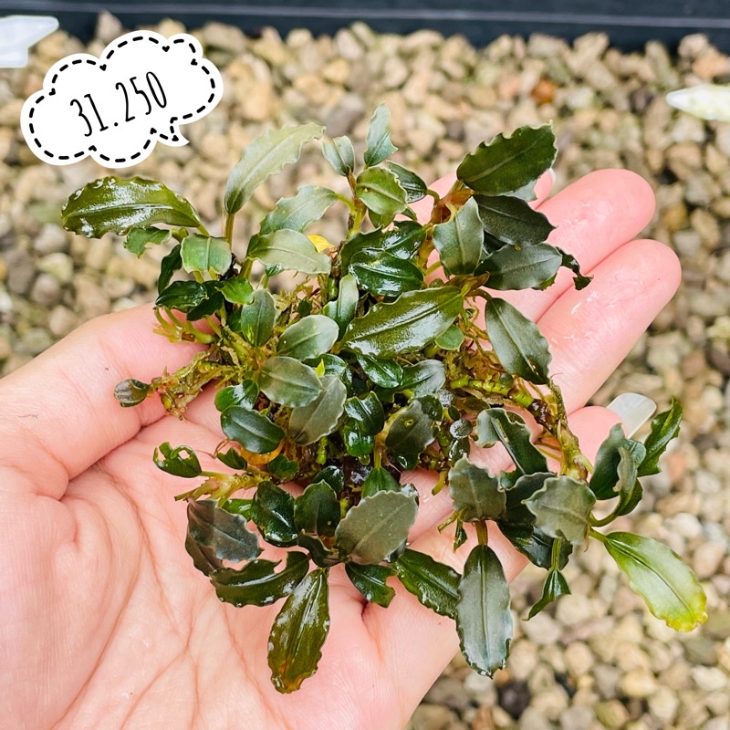 bucephalandra godzilla (kedagang red) #ไม้น้ำ | Shopee Thailand