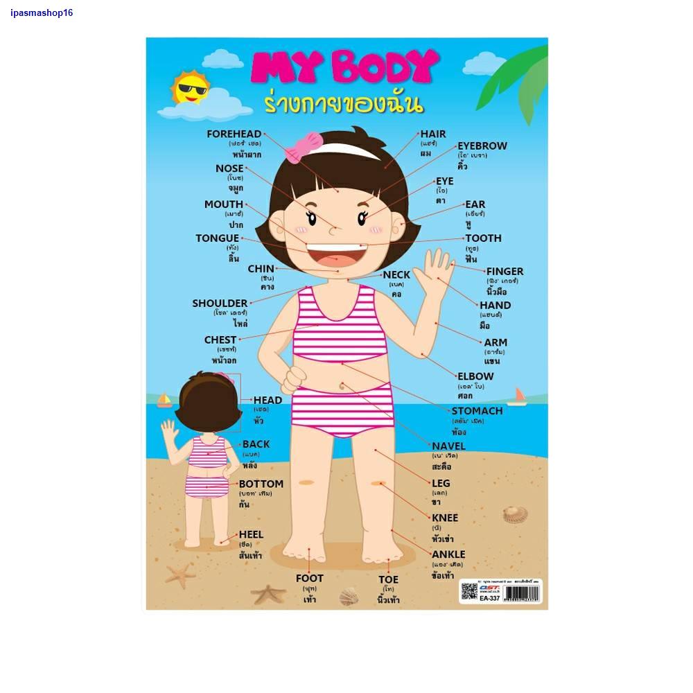 จัดส่งจากประเทศไทยโปสเตอร์คำศัพท์ร่างกายของฉัน ขนาด A4 My Body (Boy ...