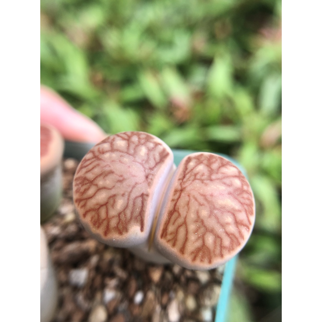 Lithops Kiku ต้นใหญ่ ลายชัดเต็มใบ สวยเลยค่ะ | Shopee Thailand