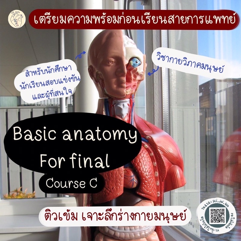คอร์สเรียนกายวิภาคศาสตร์ C: Basic anatomy for final สำหรับเตรียมสอบสาย ...