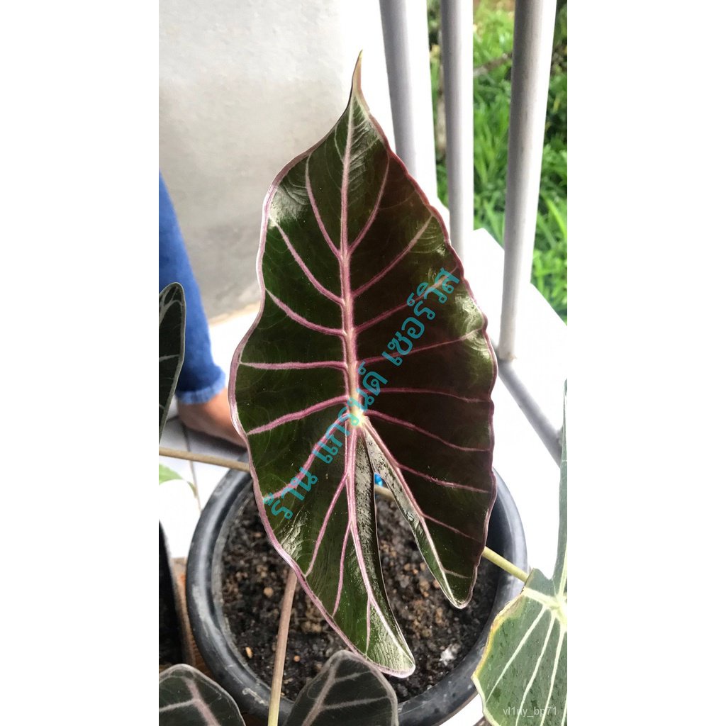 ผลิตภัณฑ์ใหม่ เมล็ดพันธุ์ 2022บอนดำสตูลมีลุ้นก้านชมพูทุกต้น(มีของแถมทุก ...