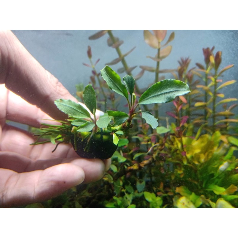 🎉พร้อมส่ง🎉 Bucephalandra Super Blue ต้นไม้น้ำ ไม้น้ำ บ้านไม้น้ำพรรณนา | Shopee Thailand