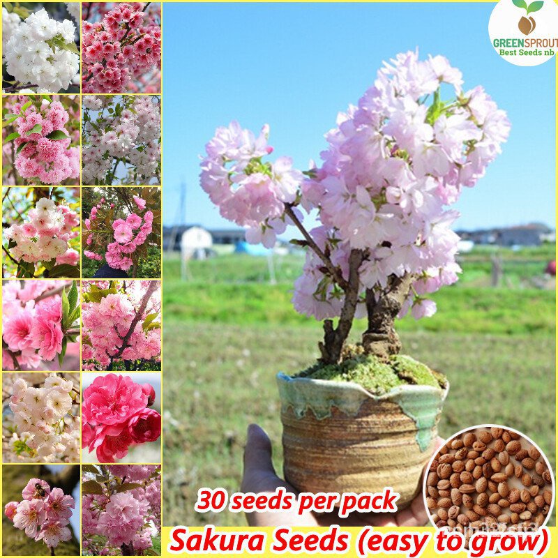 （คุณภาพสูง เมล็ด）ปลูกง่าย30เมล็ด/แพ็ค Potted Sakura Seeds เมล็ดดอก ...