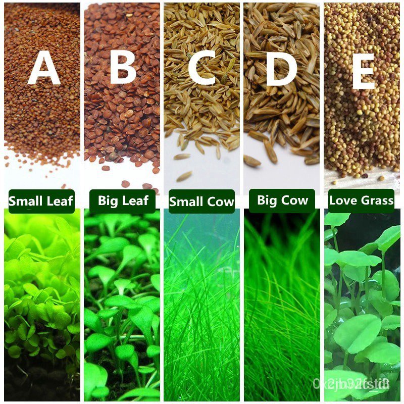 ผลิตภัณฑ์ใหม่ เมล็ดพันธุ์ Easy Growing Aquarium Water Plant Seed Fish ...