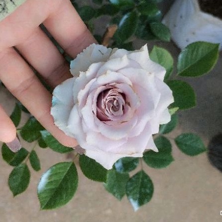 กุหลาบ ซิลเวอร์ ชาโดว์ (silver Shadow Rose) | Shopee Thailand