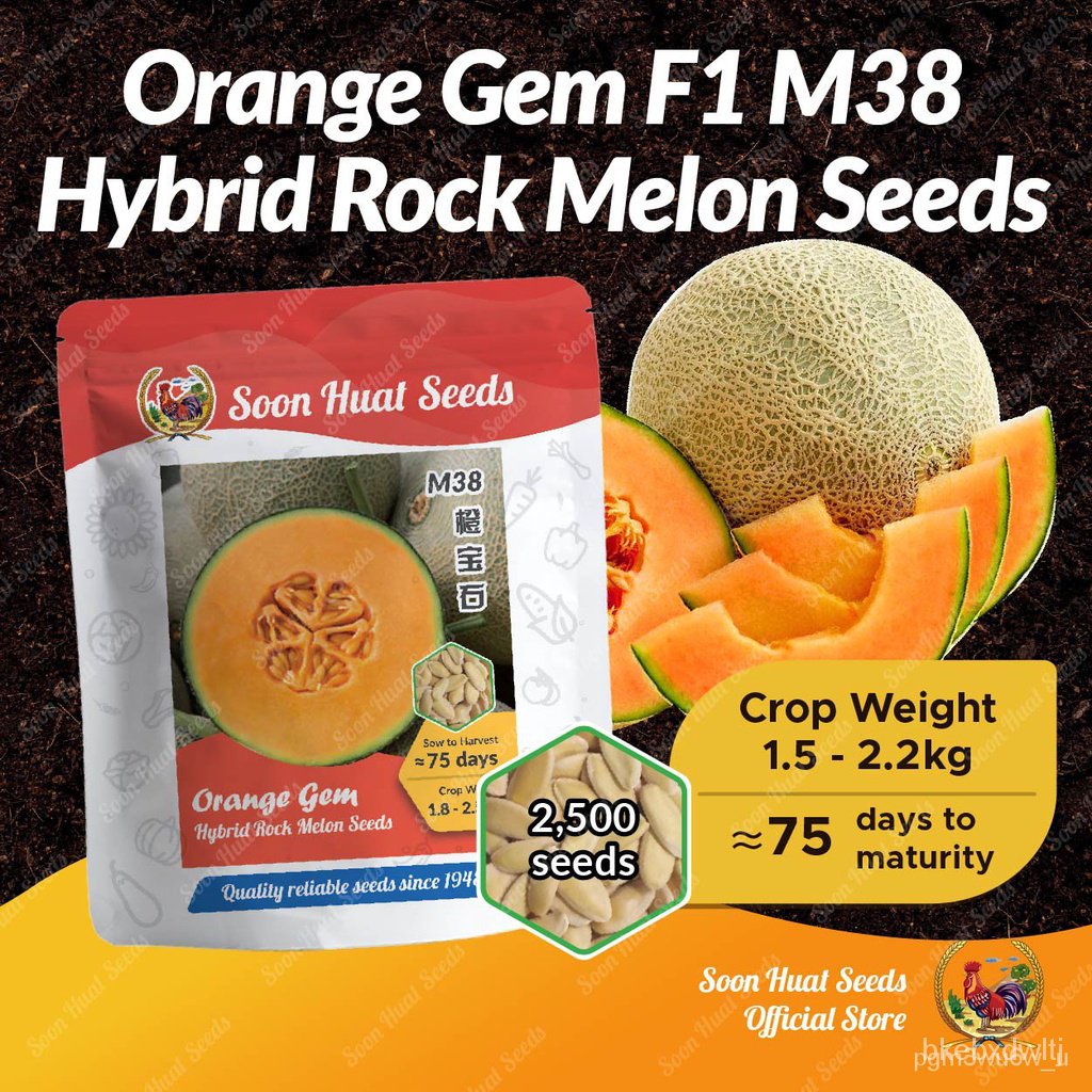 ผลิตภัณฑ์ใหม่ เมล็ดพันธุ์ จุดประเทศไทย Benih Rock Melon Seed Orange Gem ...