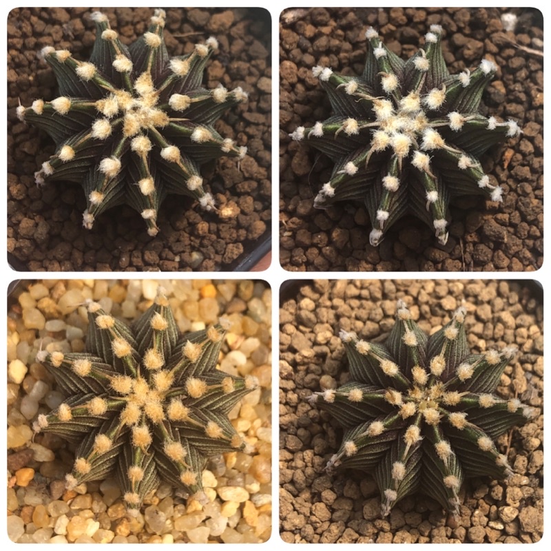 ยิมโน Vos014a แท้ ไม้เมล็ด | Shopee Thailand