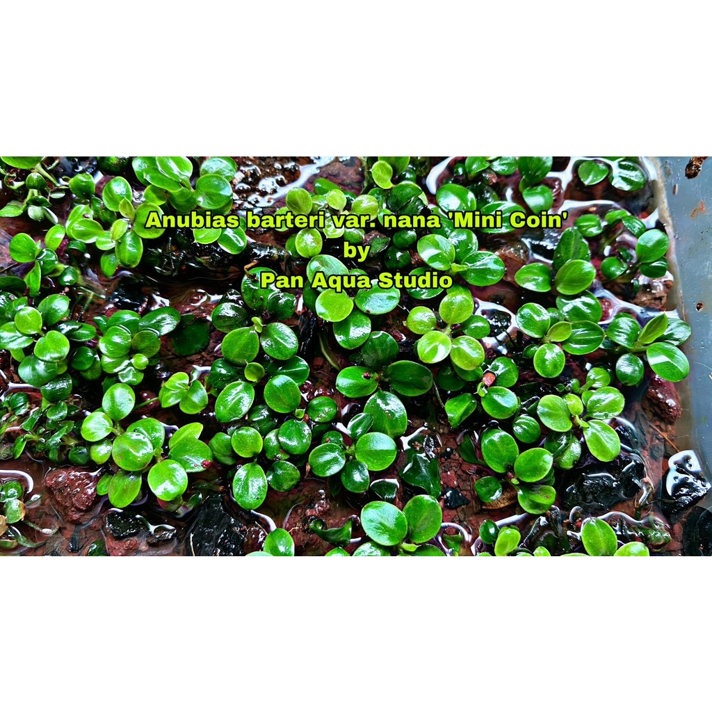ไม้น้ำ Anubias barteri var. nana 'Mini Coin' | Shopee Thailand