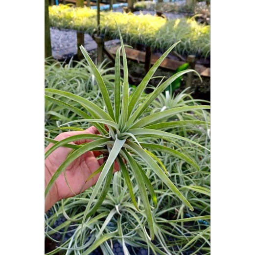 Tillandsia capitata airplants | Shopee Thailand