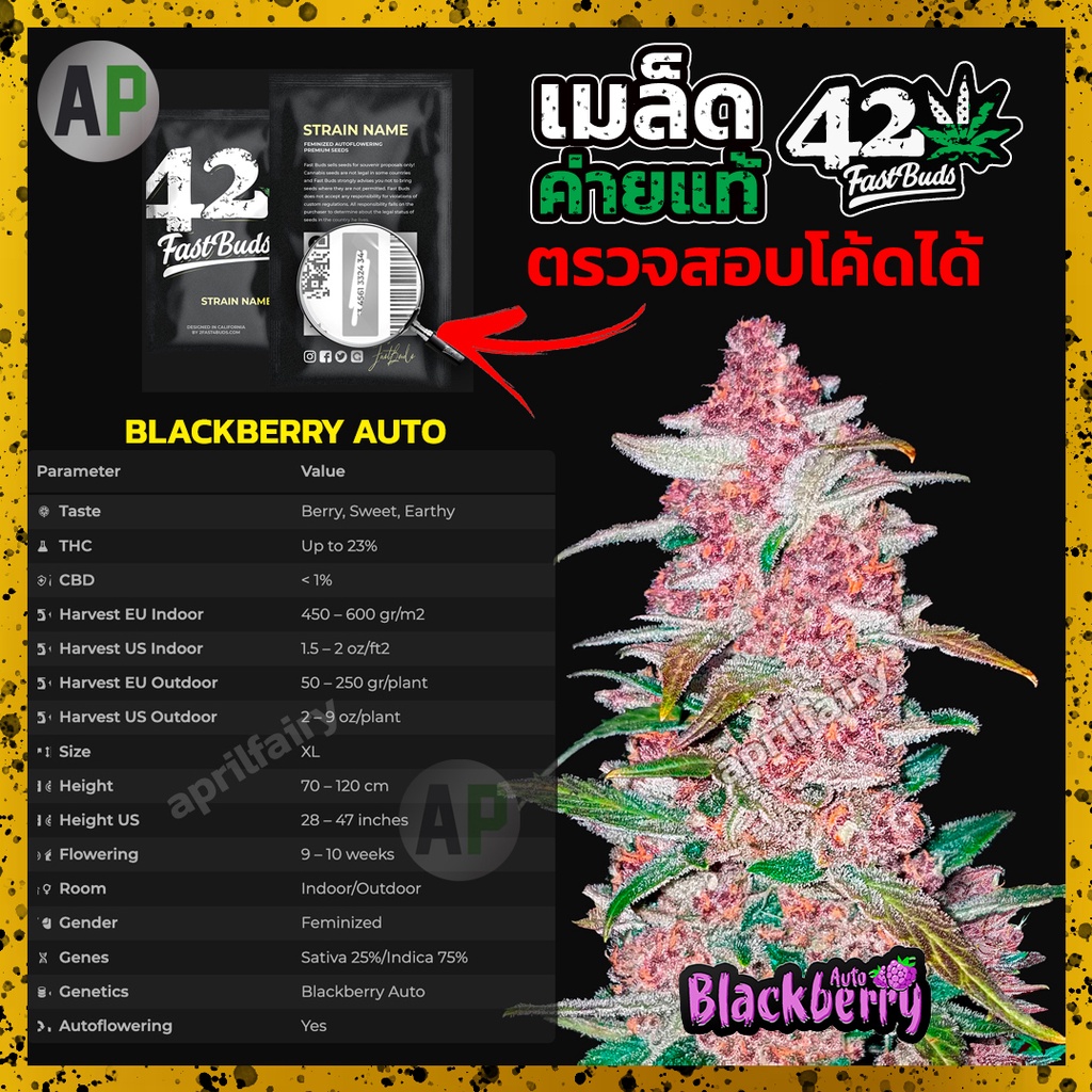 เมล็ดค่าย FastBuds 420 เมล็ดพันธุ์กัญชา ออโต้ BLACKBERRY AUTO นำเข้าของ ...