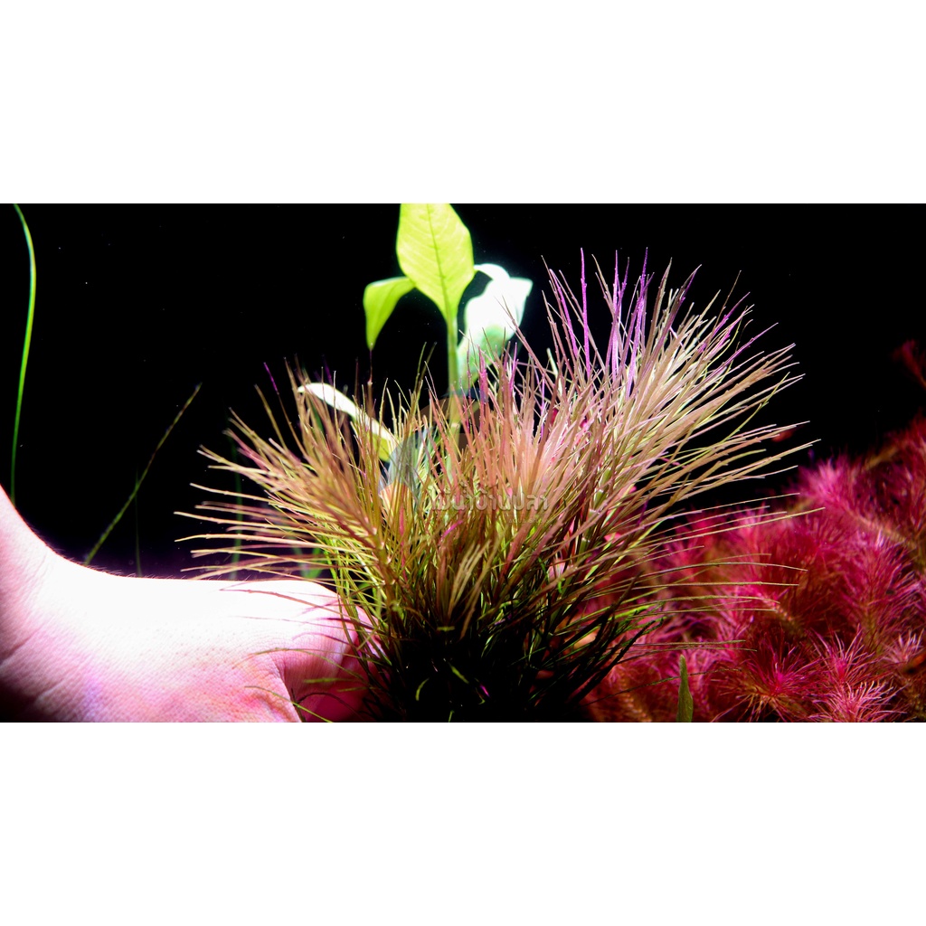 ต้นไม้น้ำ ฝอยดาว Pogostemon stellatus Dassen | Shopee Thailand