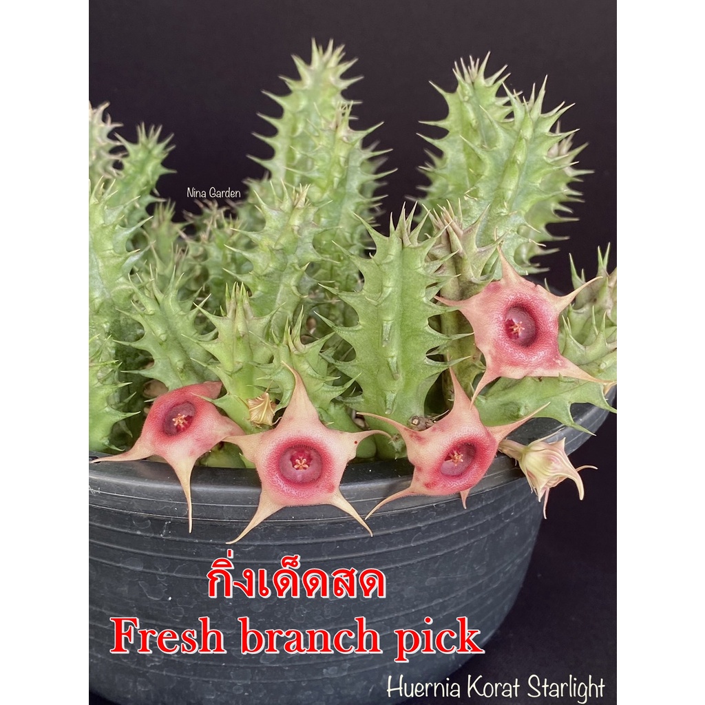 เก๋งจีน Huernia Korat Starlight *กิ่งเด็ดสด* แคคตัส ไม้อวบน้ำ Cactus ...